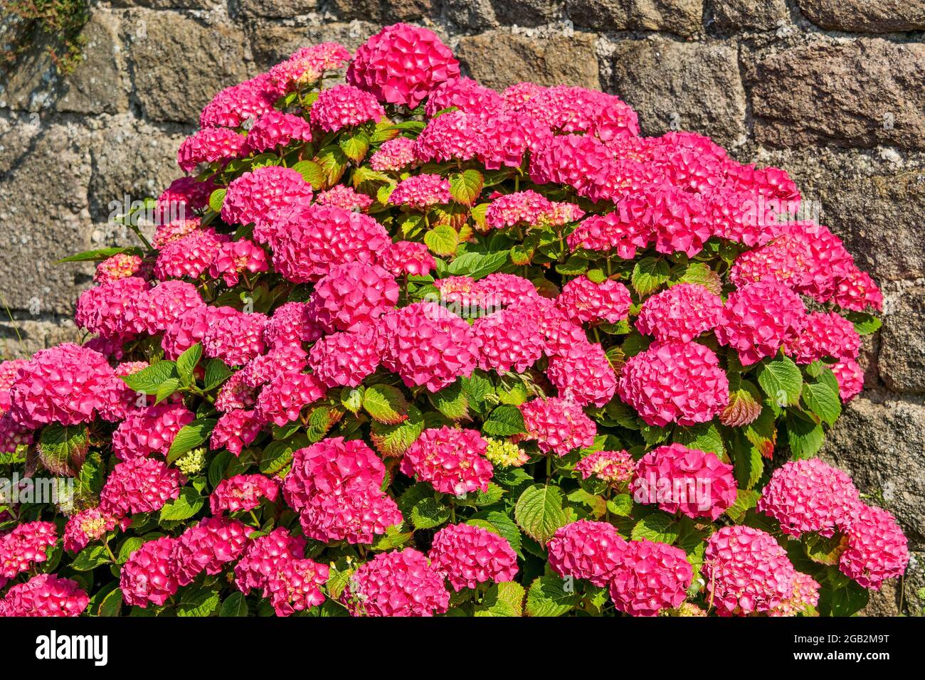 Hydrangea, Réville, Manche department, Cotentin, Normandy, France Stock ...