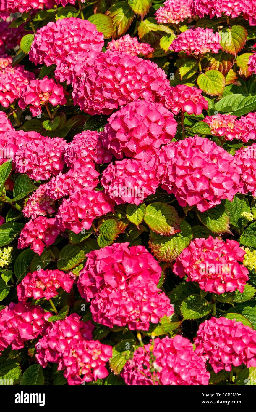 Hydrangea, Réville, Manche department, Cotentin, Normandy, France Stock ...