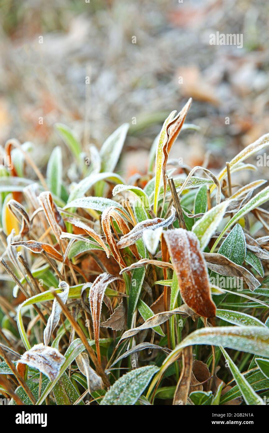 Frozen bush, close up. Natural background Stock Photo - Alamy