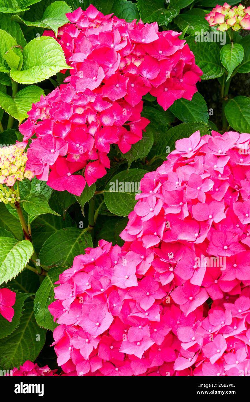 Hydrangea, Réville, Manche department, Cotentin, Normandy, France Stock ...