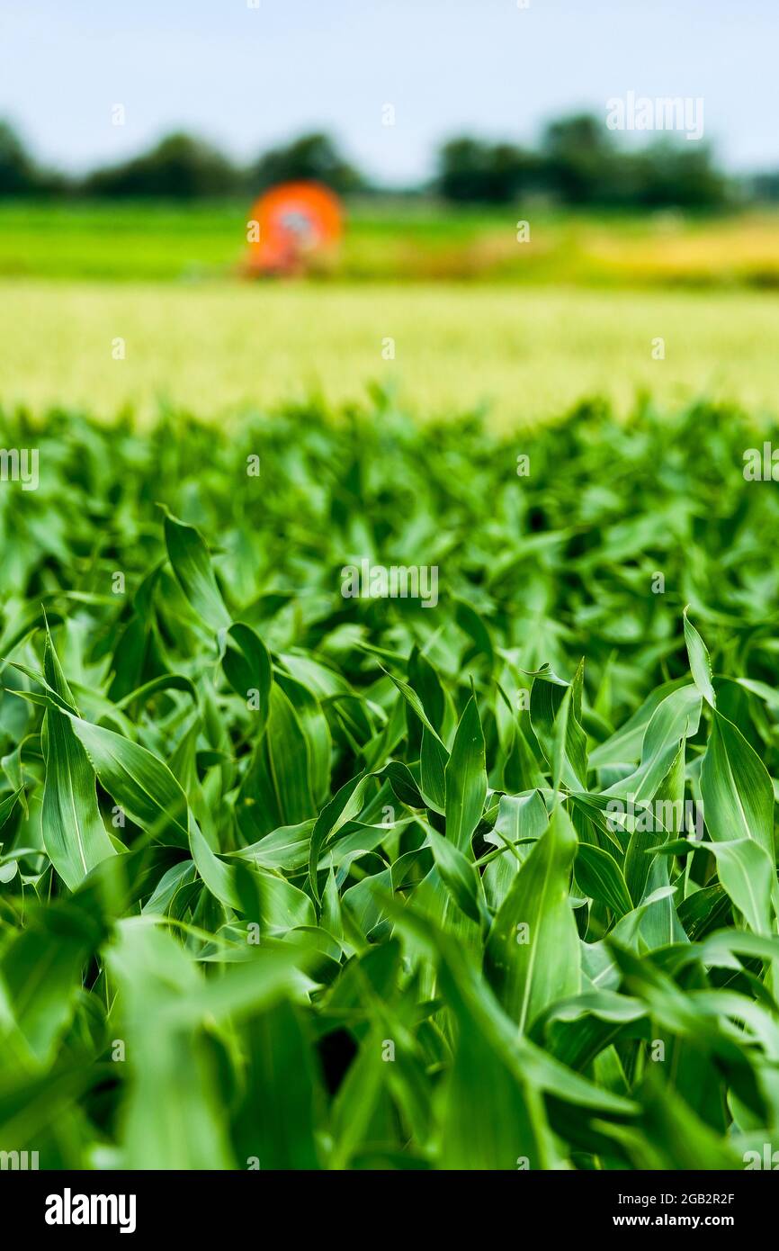 Growing corn plants, Manche department, Cotentin, Normandy, France ...