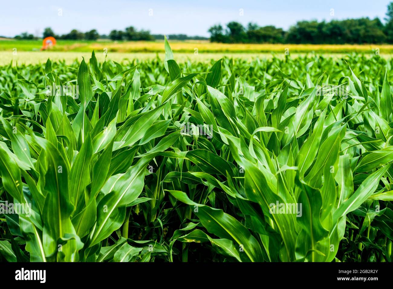 Growing corn plants, Manche department, Cotentin, Normandy, France ...