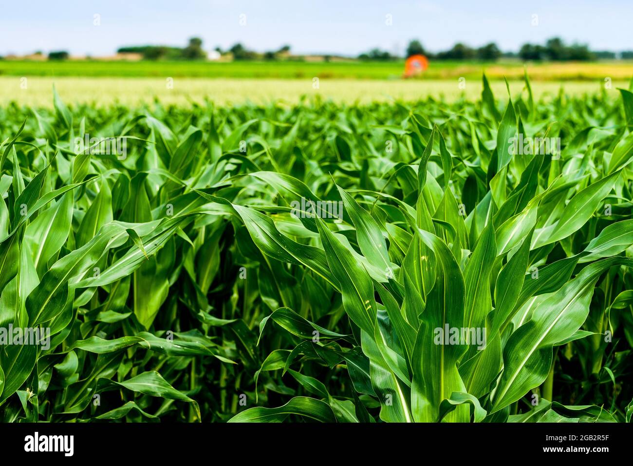 Growing corn plants, Manche department, Cotentin, Normandy, France ...