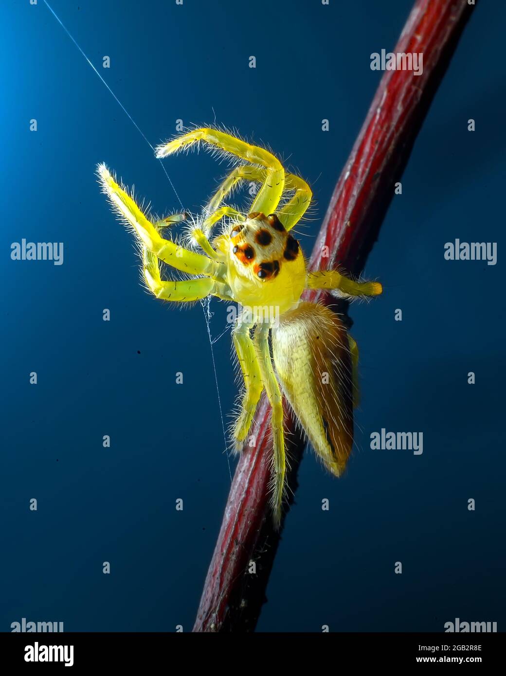 Spiders of kerala hi-res stock photography and images - Alamy