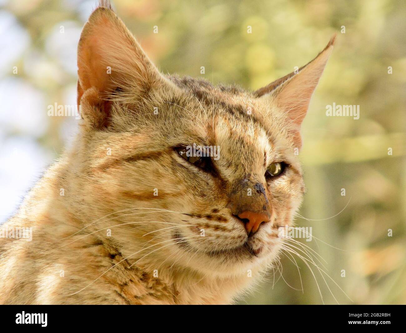 Big Young Cat Looking, Kitten Pet Close up Domestic Animal Portrait ...