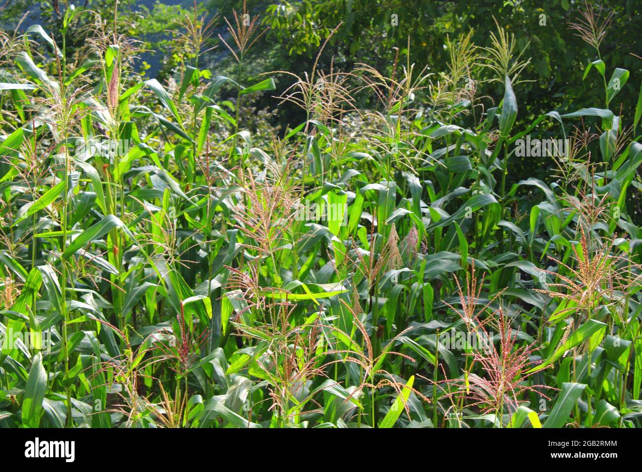 Vegetable fields turkey hi-res stock photography and images - Alamy
