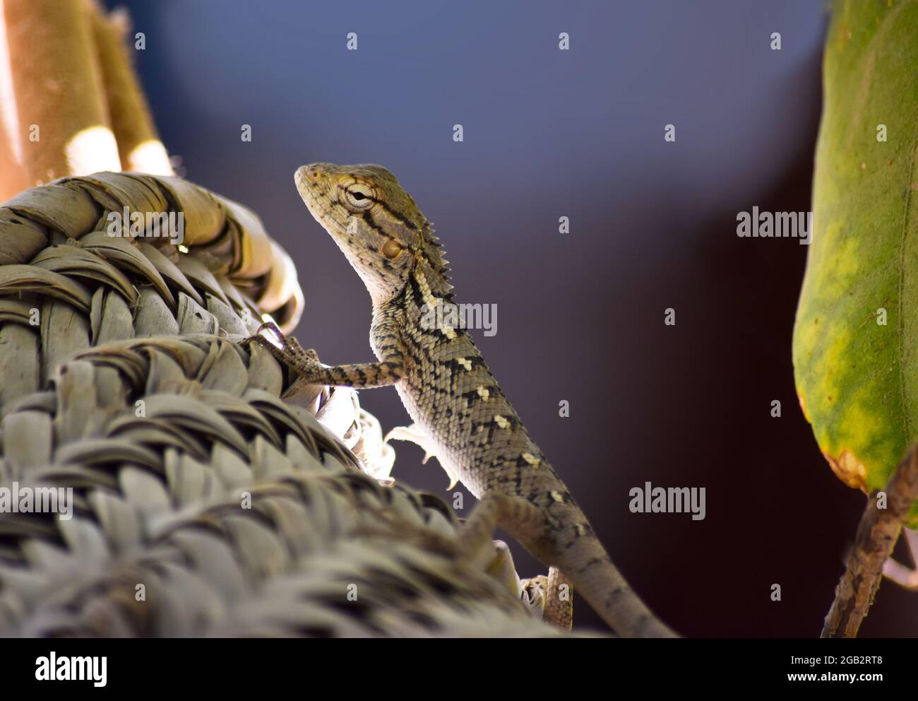 lizard on green grass plant leaf wildlife animal close up natural ...