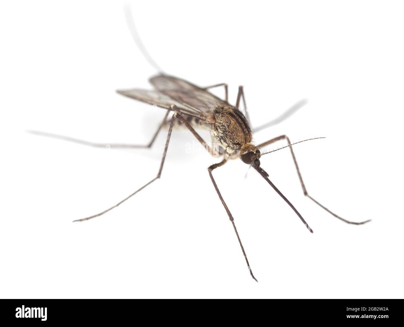 Mosquito isolated on white background Stock Photo - Alamy