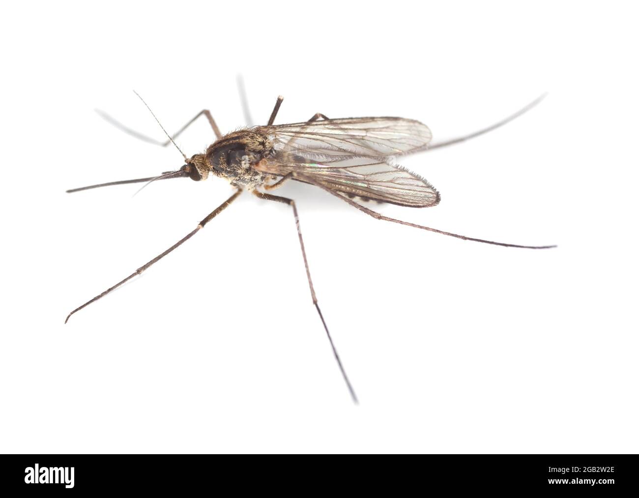 Mosquito isolated on white background Stock Photo - Alamy