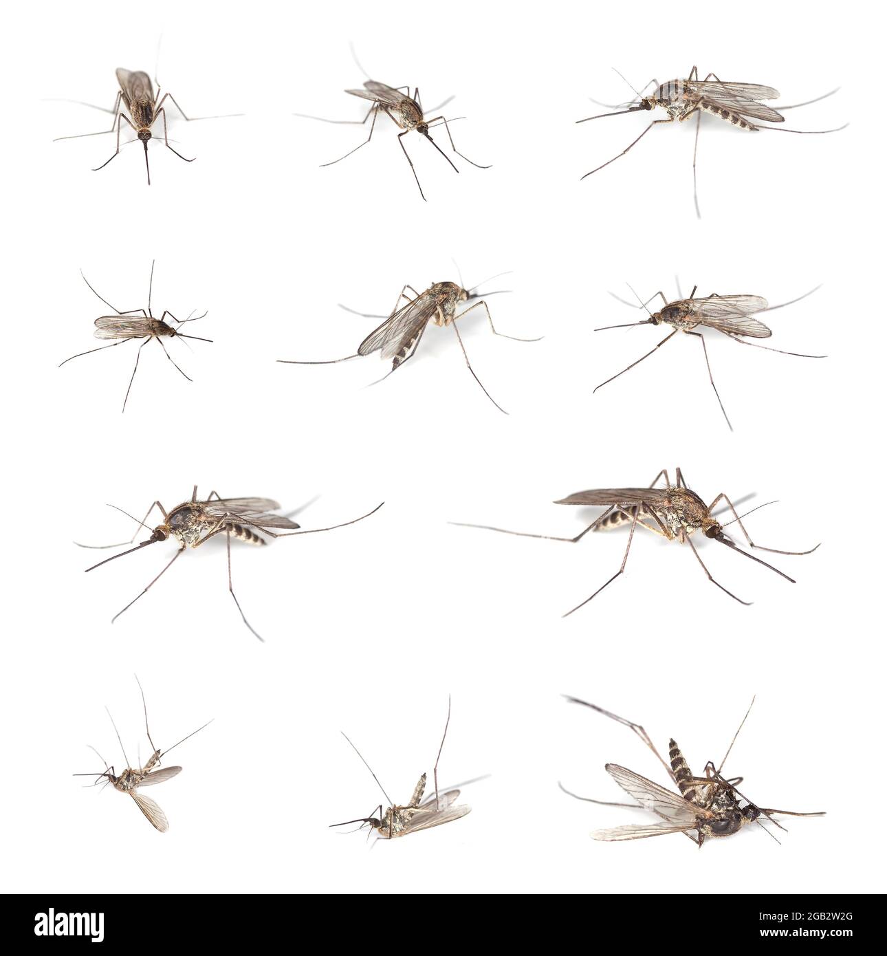 Collections of mosquitos isolated on white background Stock Photo - Alamy