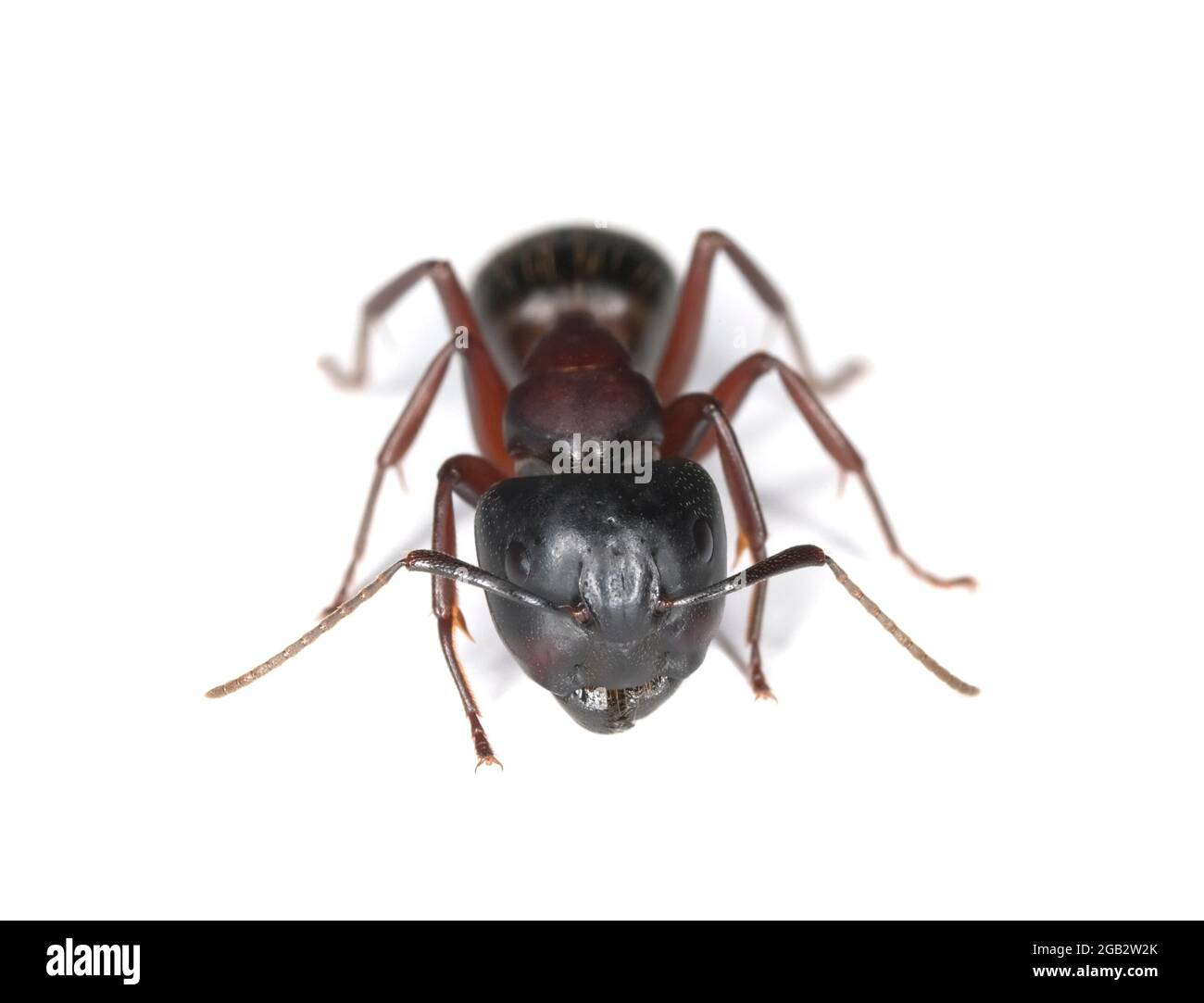 Carpeter Cut Out Stock Images & Pictures - Alamy