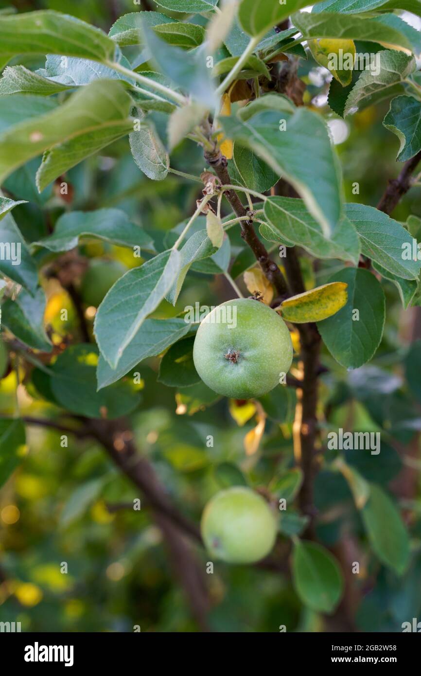Green apple growing on the tree in the garden sunshine Stock Photo - Alamy