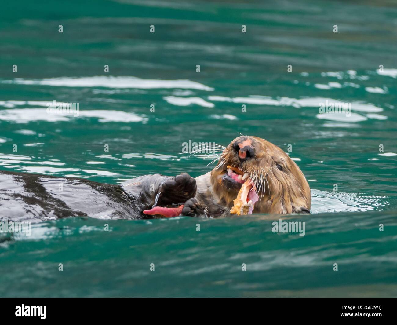 sea otter, Enhydra lutris, eatin a sunflower starfish in the kelp ...
