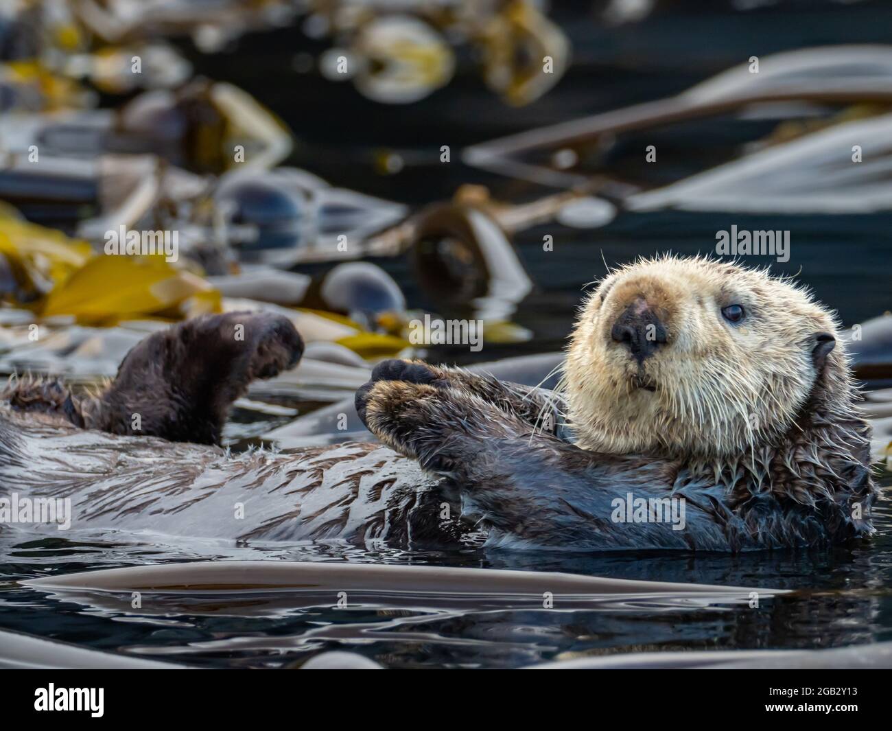 Sea otter raft in kelp hi-res stock photography and images - Alamy