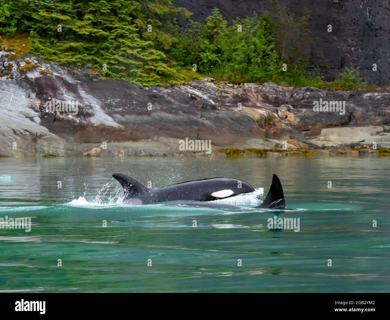 T036 pod of Bigg's killer whales, Orcinus orca, in Endicott Arm in the ...