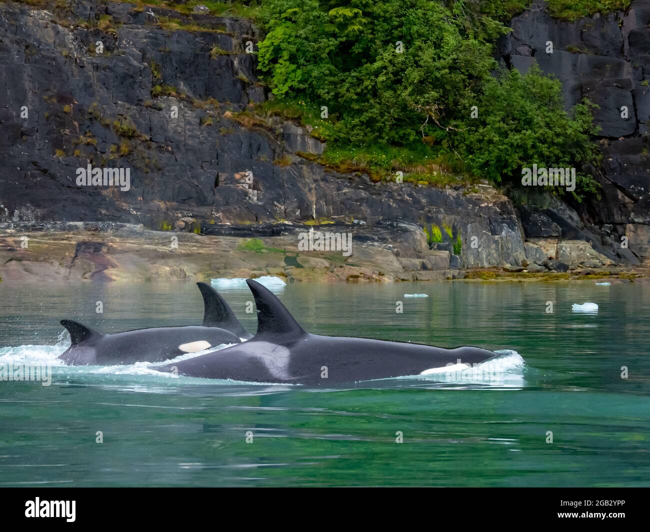 T036 pod of Bigg's killer whales, Orcinus orca, in Endicott Arm in the Inside passage of ...