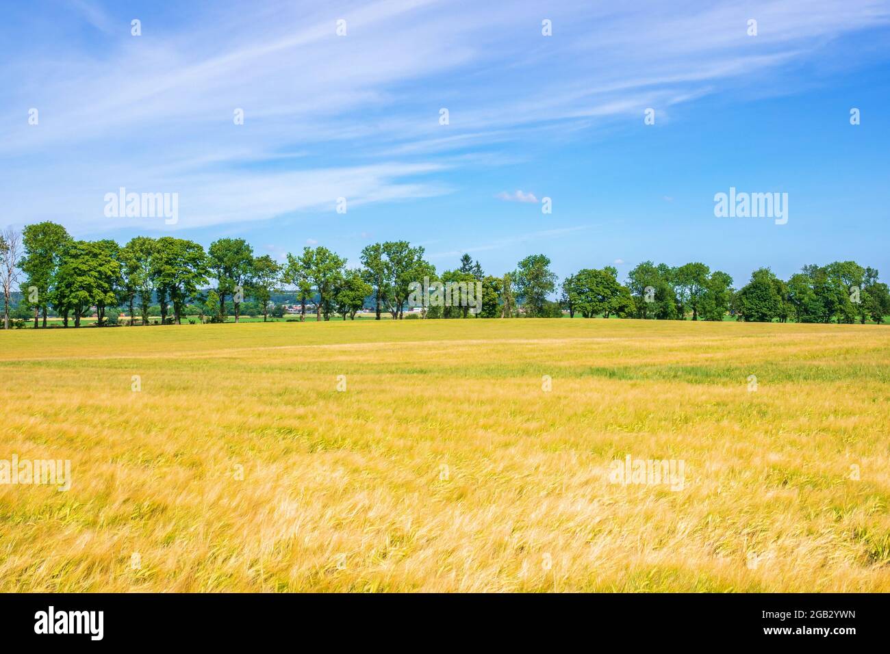 Tree line at a field cereal field in the country Stock Photo - Alamy
