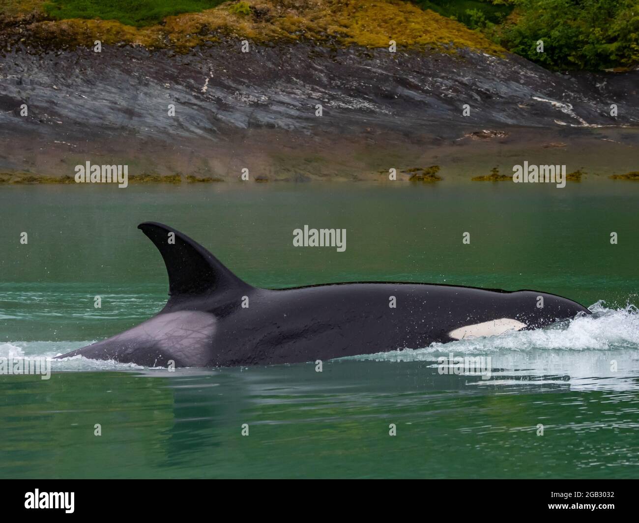 T036 pod of Bigg's killer whales, Orcinus orca, in Endicott Arm in the ...