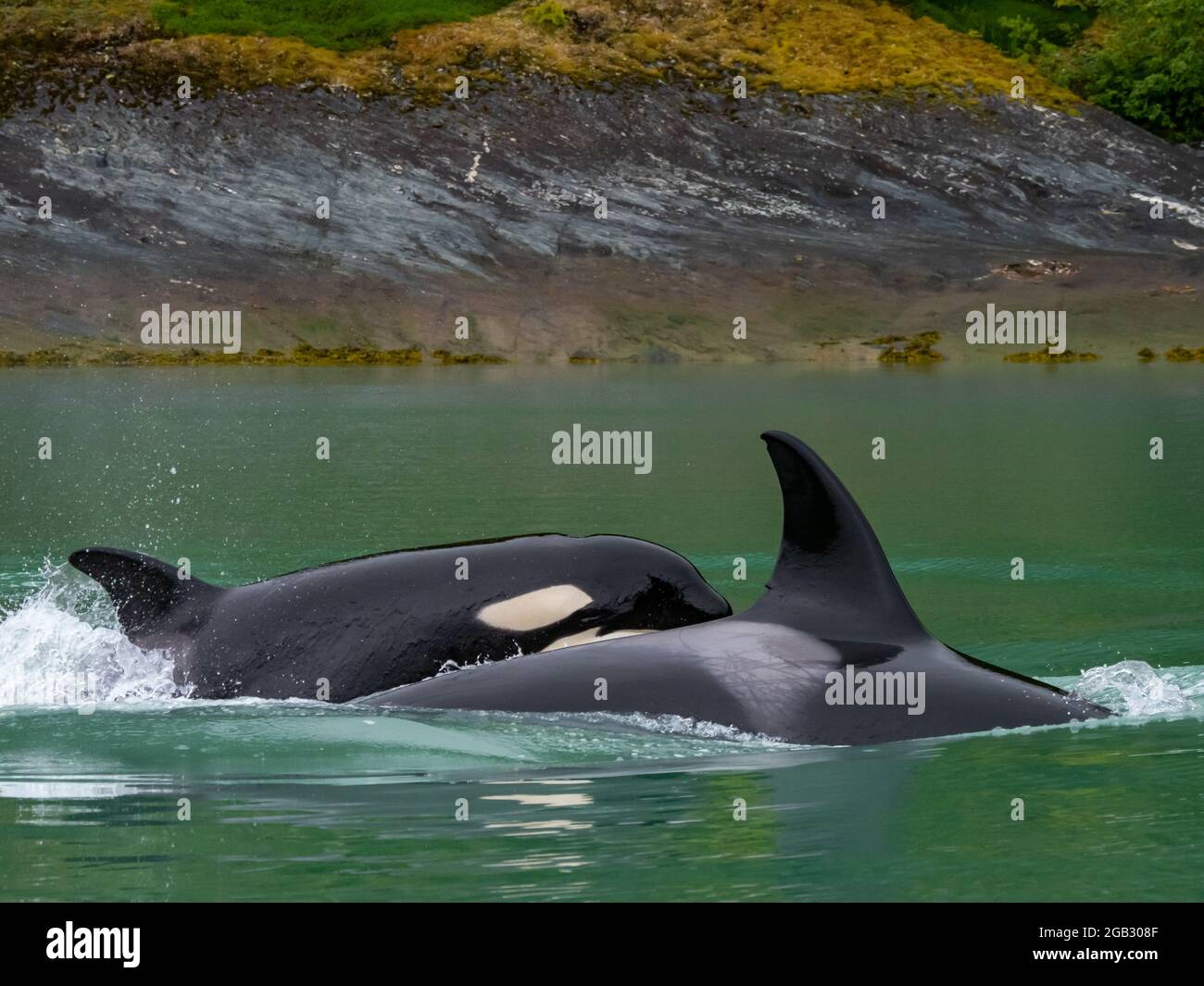 Tracy arm alaska whale hi-res stock photography and images - Alamy