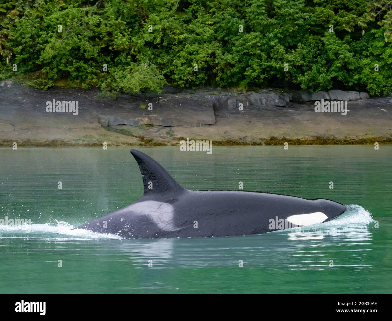 T036 pod of Bigg's killer whales, Orcinus orca, in Endicott Arm in the ...
