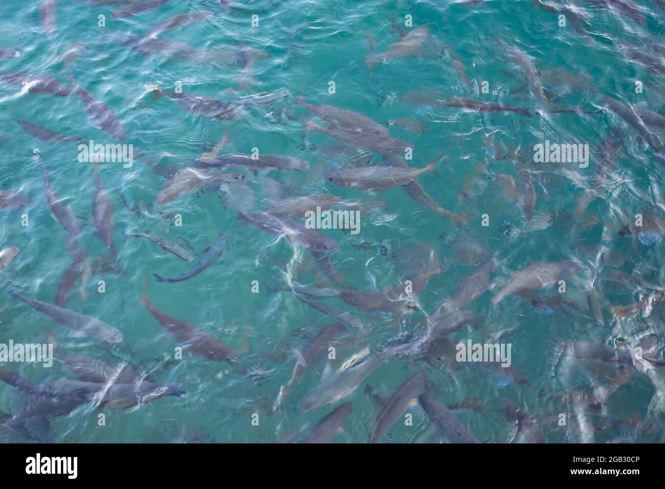 Beautiful schools of fish hi-res stock photography and images - Alamy