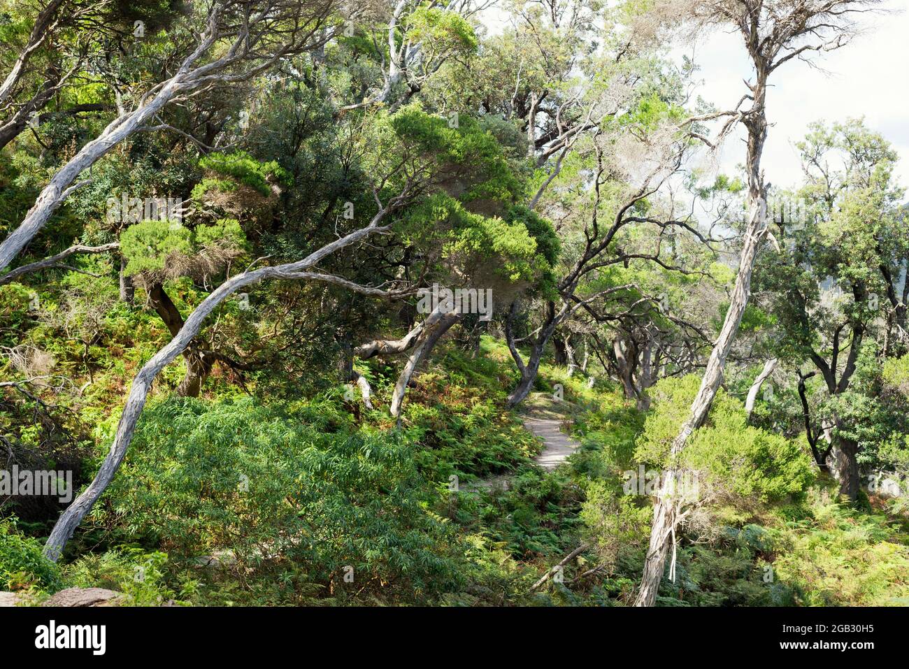 Walking path through the bush at Wilsons promontory national park ...