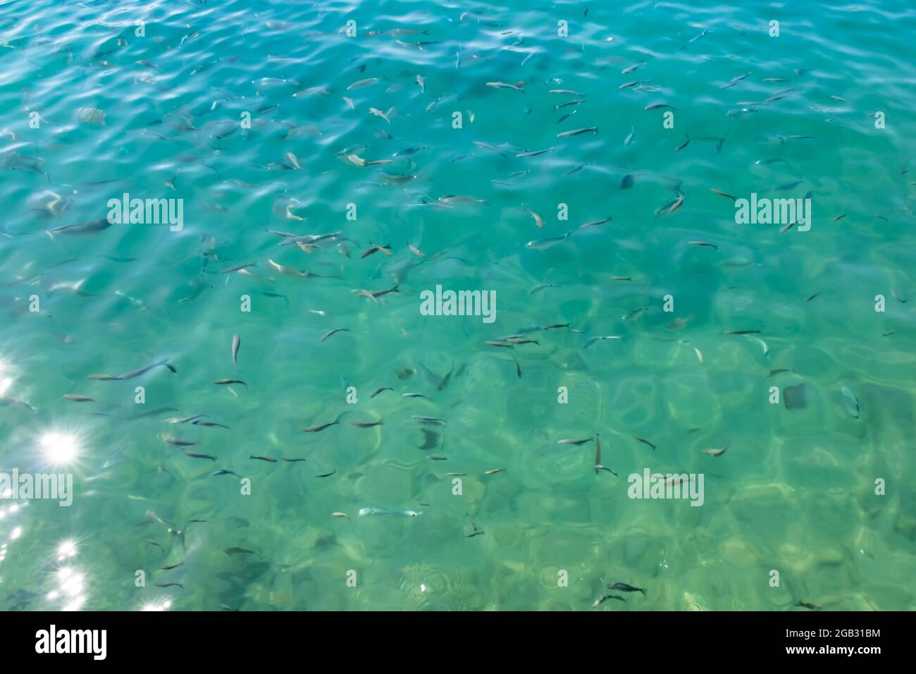 Beautiful schools of fish hi-res stock photography and images - Alamy