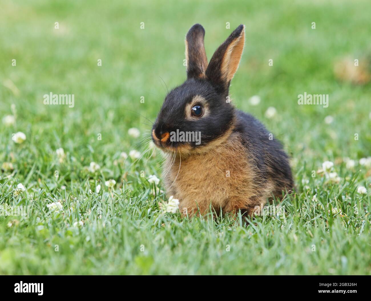 Baby bunny - small rabbit in grass Stock Photo - Alamy