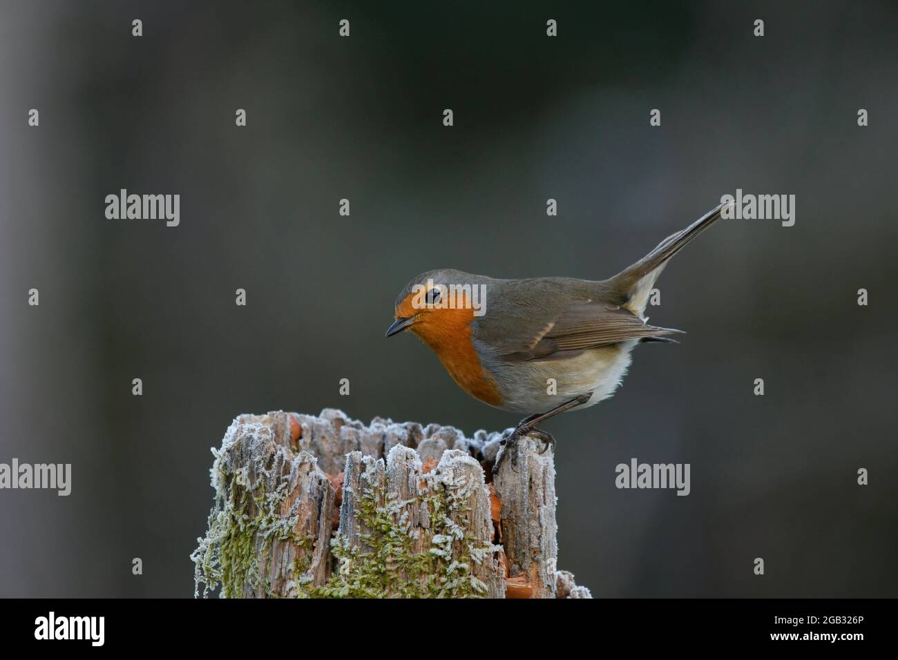 Animales robin hi-res stock photography and images - Alamy