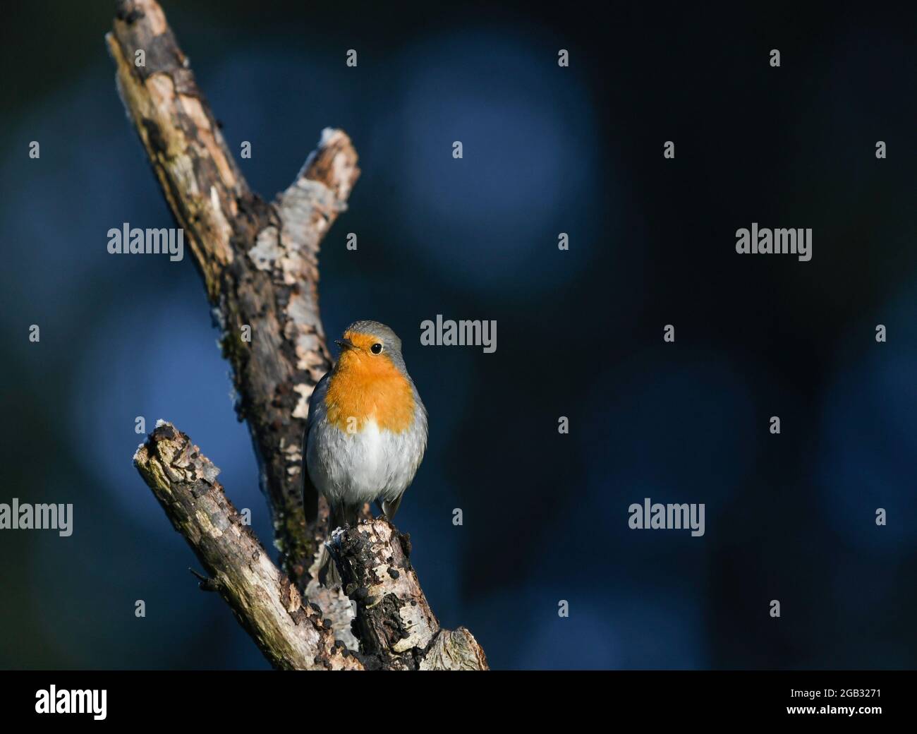 Animales robin hi-res stock photography and images - Alamy