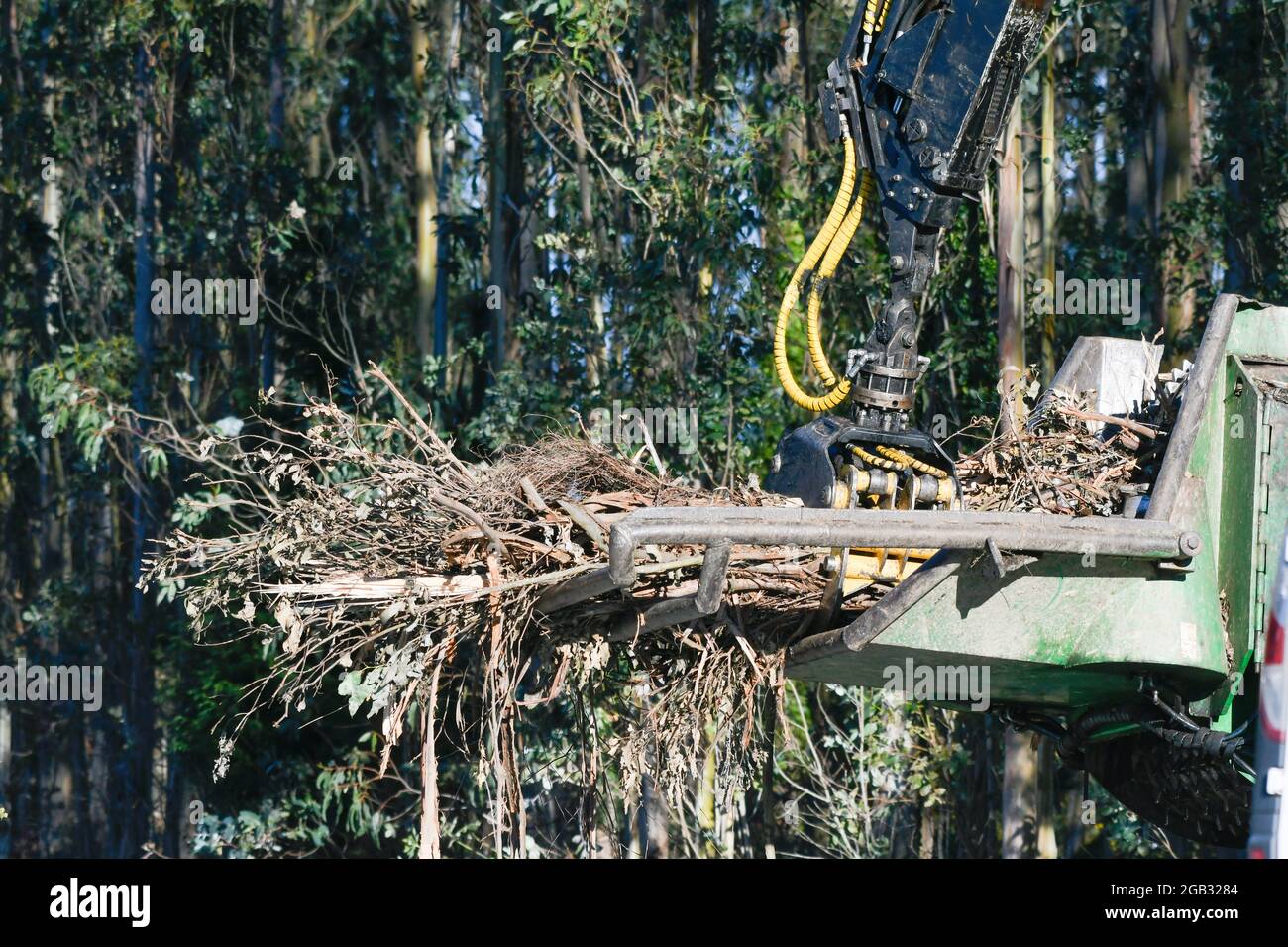 Forestry machinery processing eucalyptus wood Stock Photo - Alamy