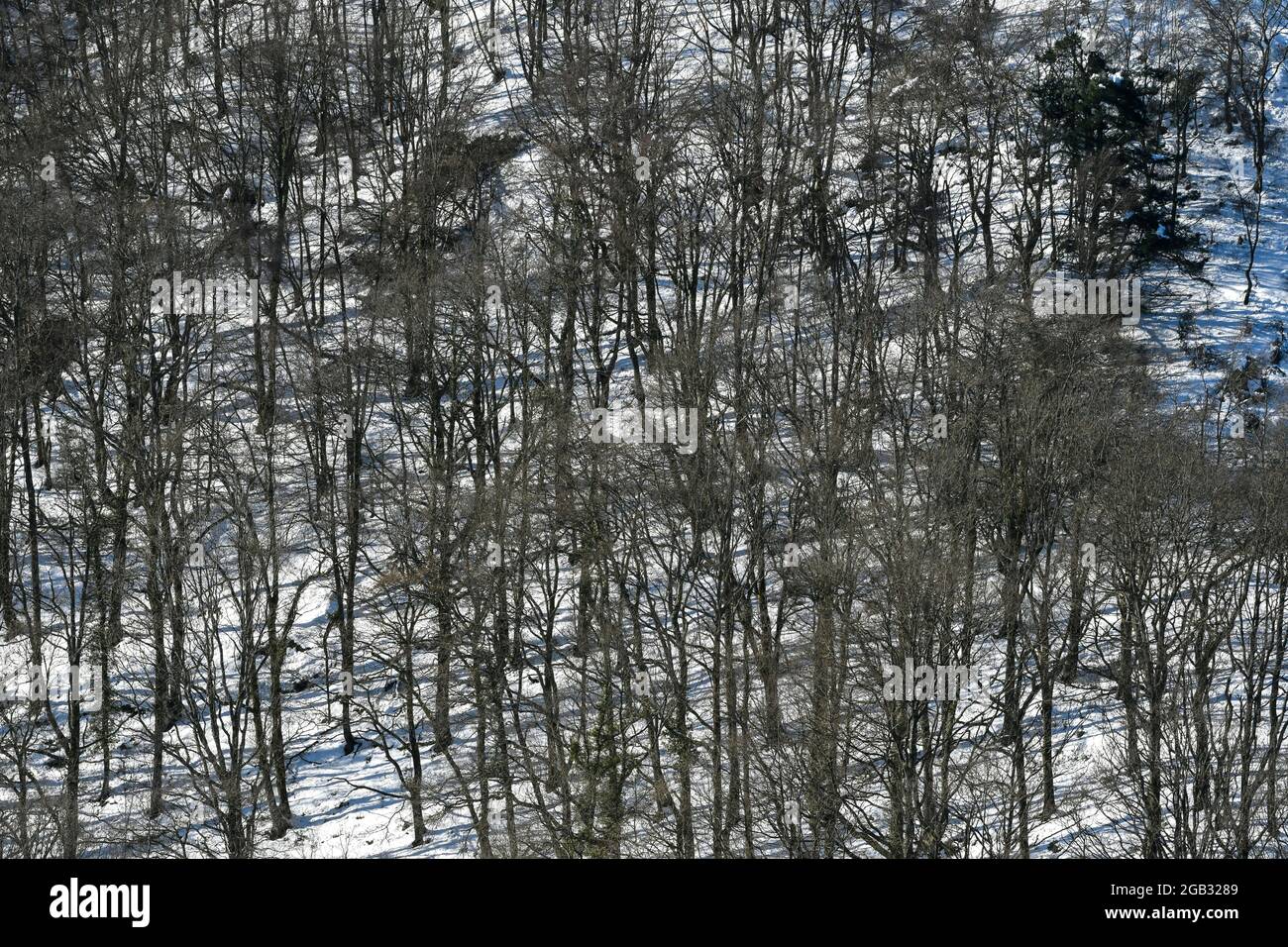 Deciduous forest after snowfall Stock Photo - Alamy