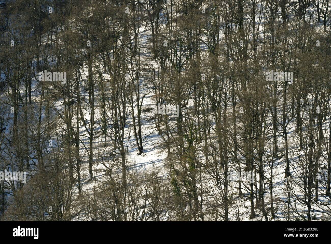 Deciduous forest after snowfall Stock Photo - Alamy