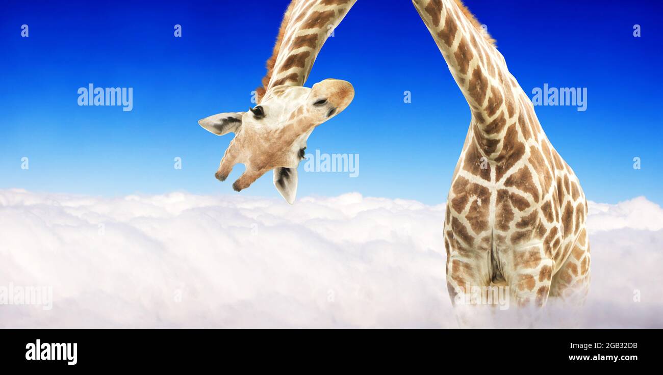 Giraffe face head hanging upside down hi-res stock photography and ...