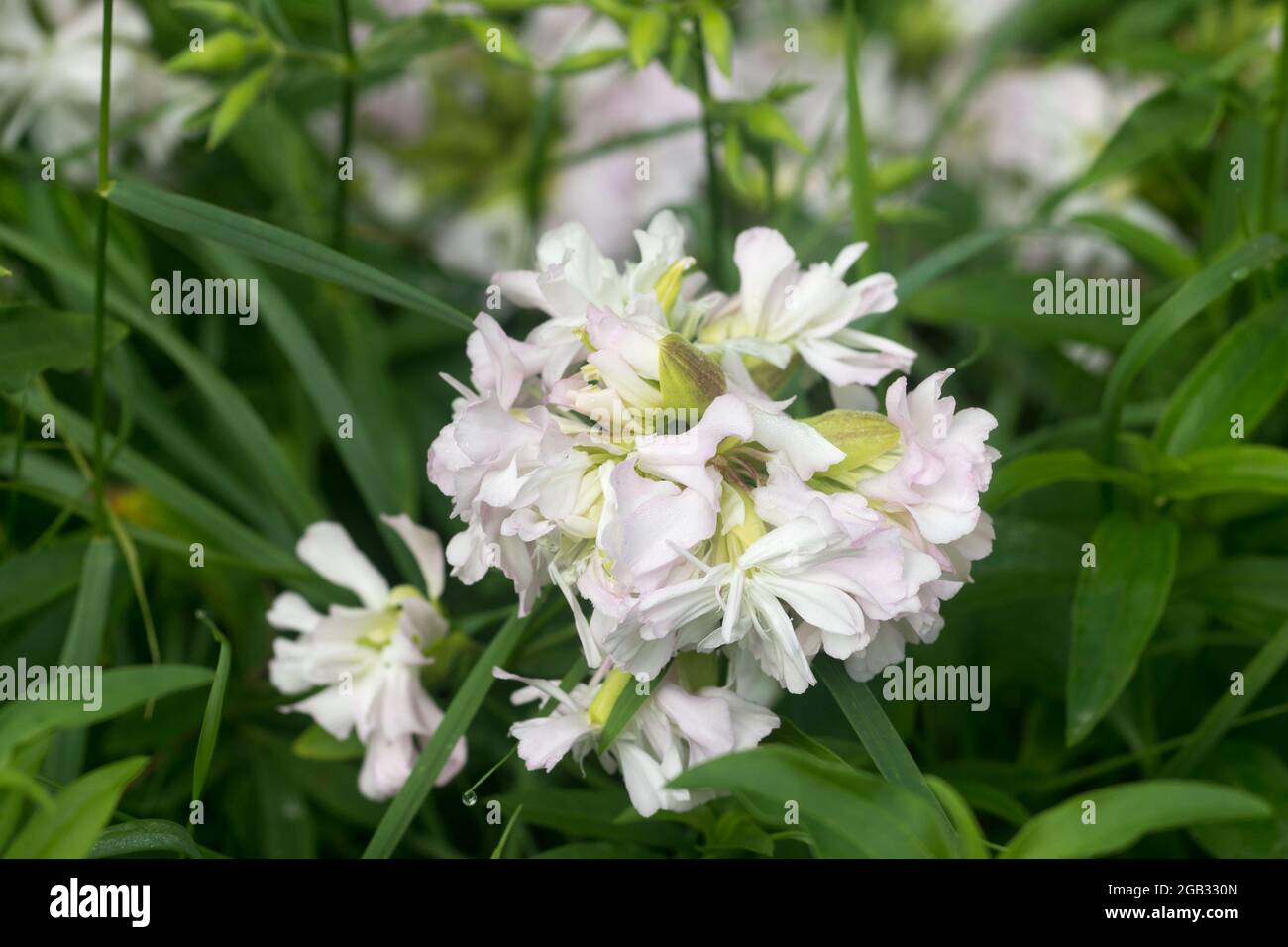 Soapwort saponaria officinalis flower hi-res stock photography and ...