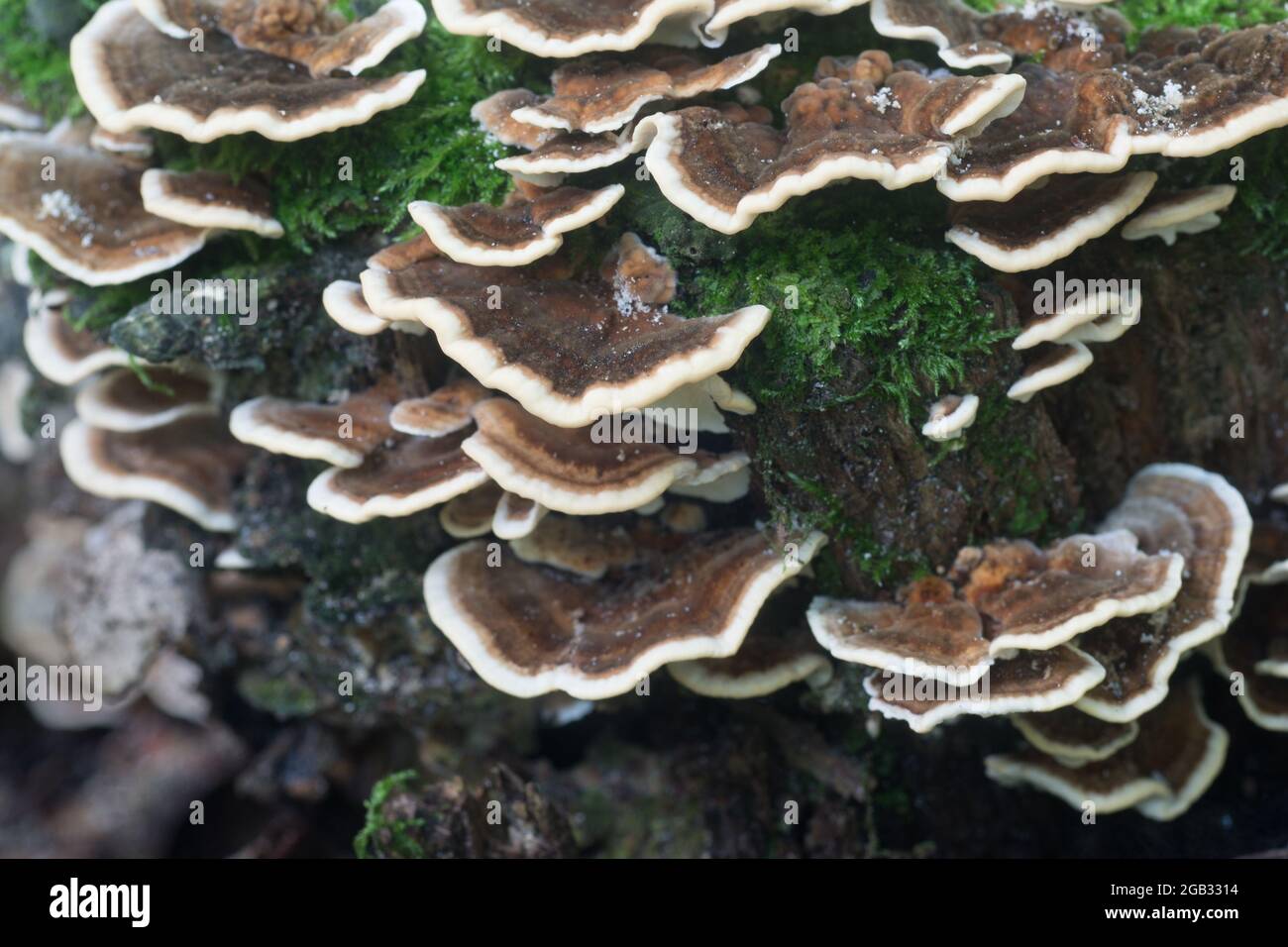 Turkey tail mushroom hi-res stock photography and images - Alamy