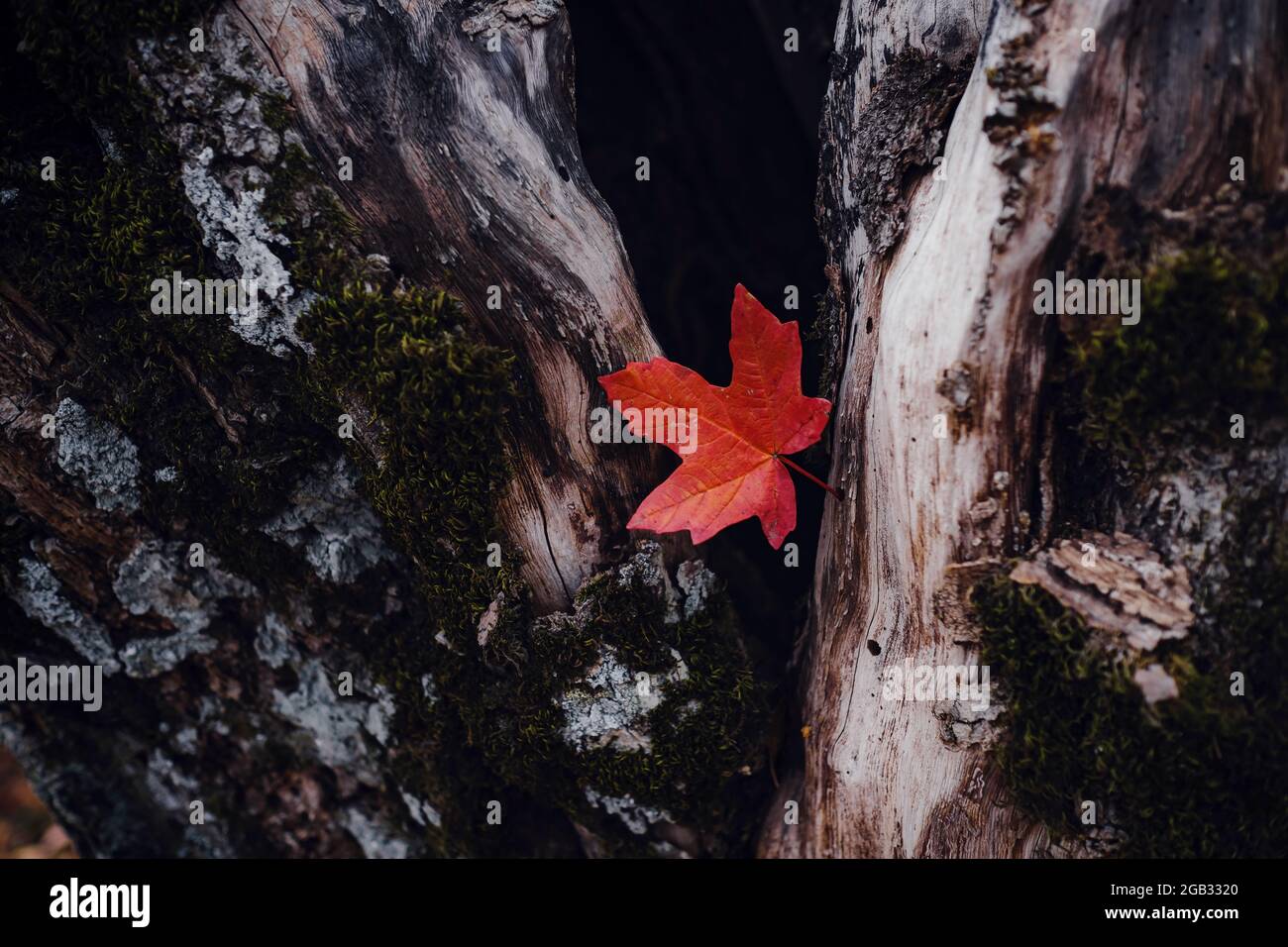 beautiful autumn red leaf in the forest. close shot. idea and concept ...
