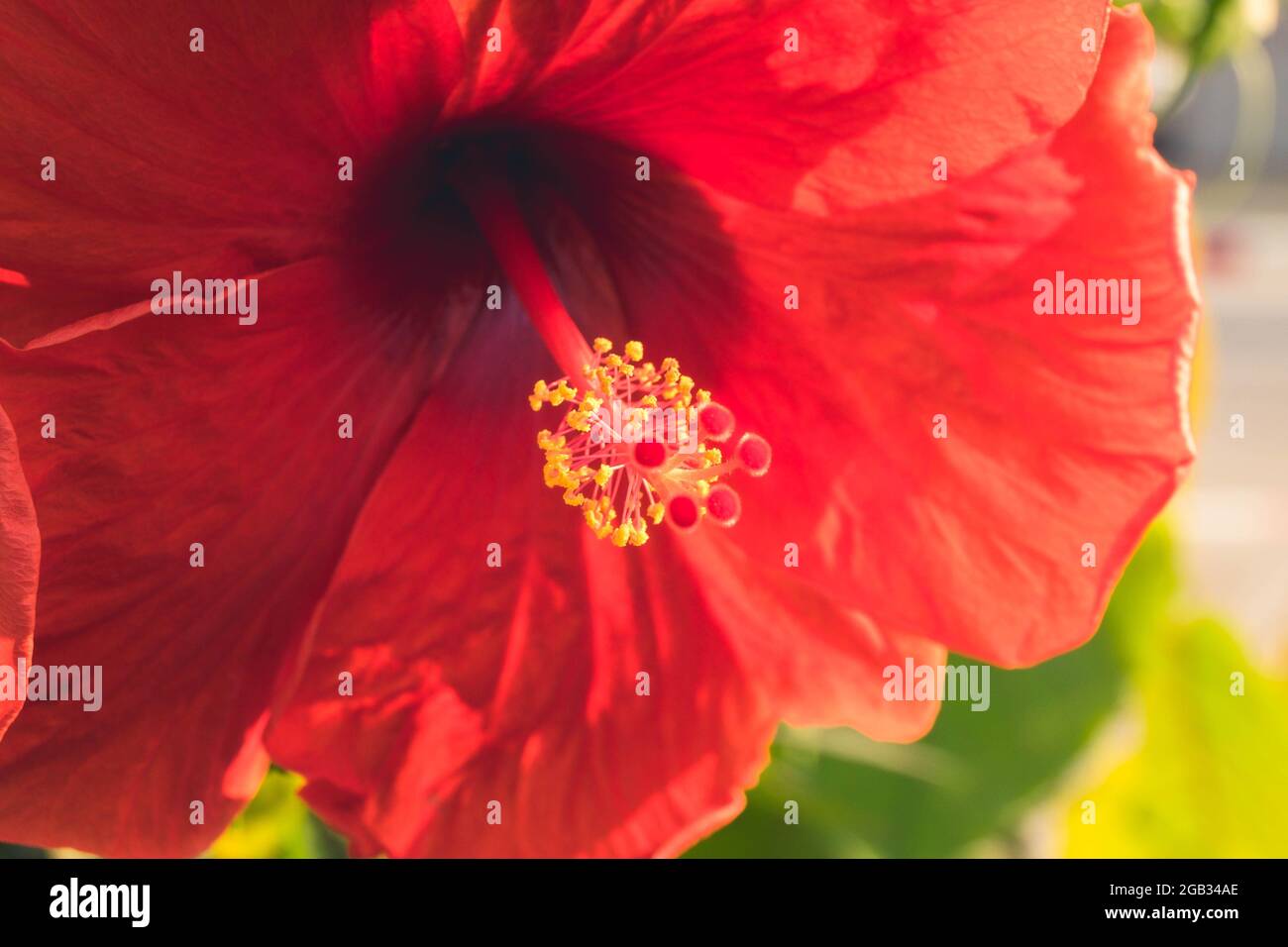 Red Hibiscus Rosa-Sinensis flower yellow pollen in the middle. Malaysia ...