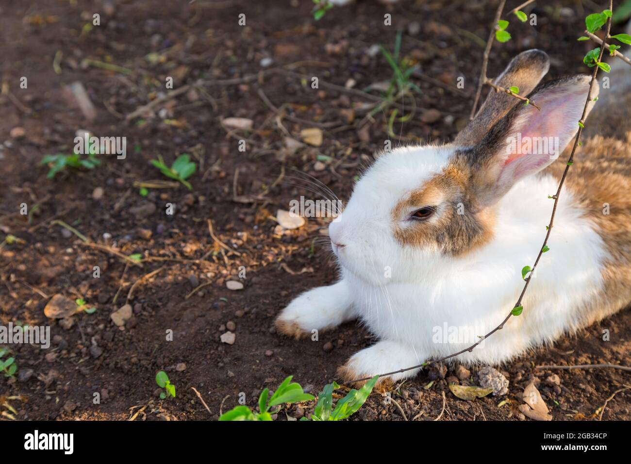 Hare lip hi-res stock photography and images - Alamy