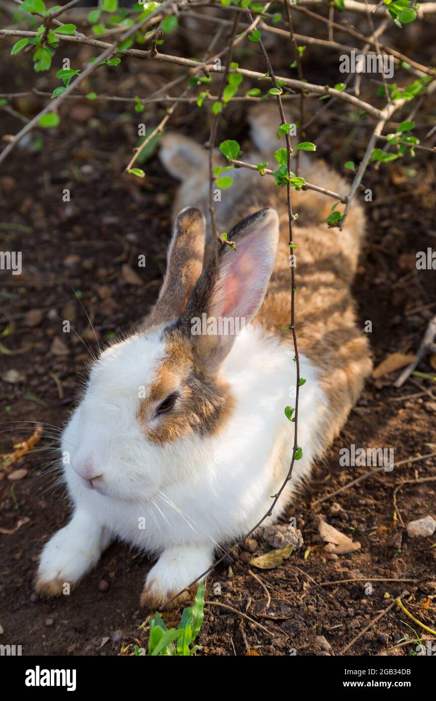 White and brown rabbit sitting under the tree Stock Photo - Alamy
