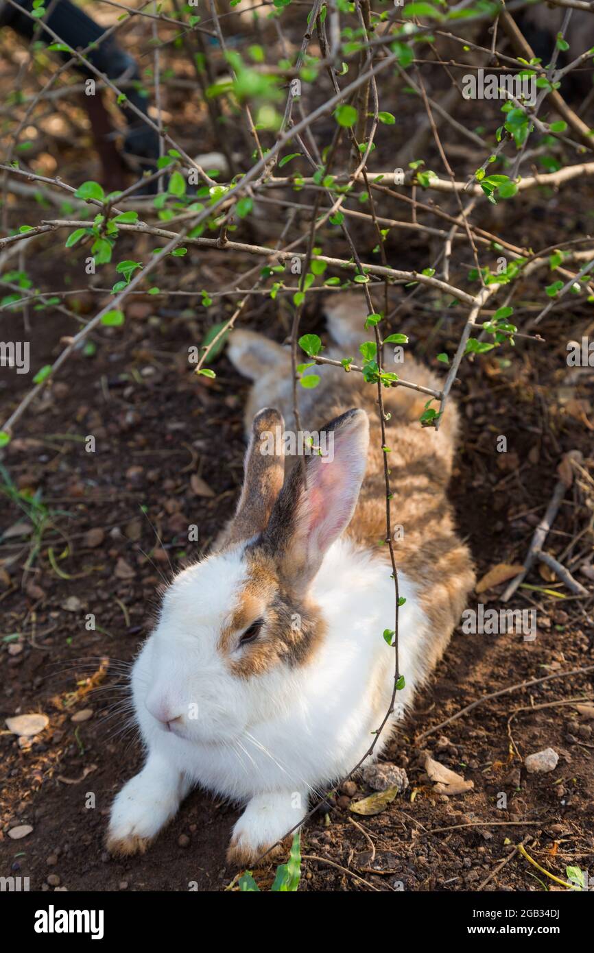 White and brown rabbit sitting under the tree Stock Photo - Alamy