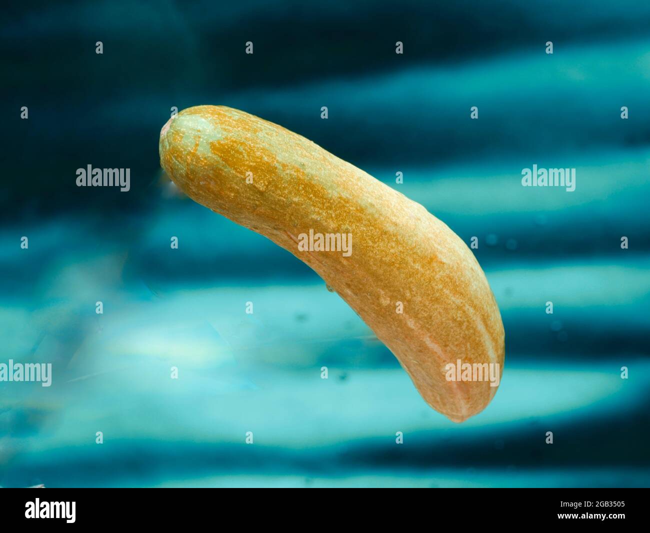 Flying cucumber isolate presentation for commercial vegetable Stock ...