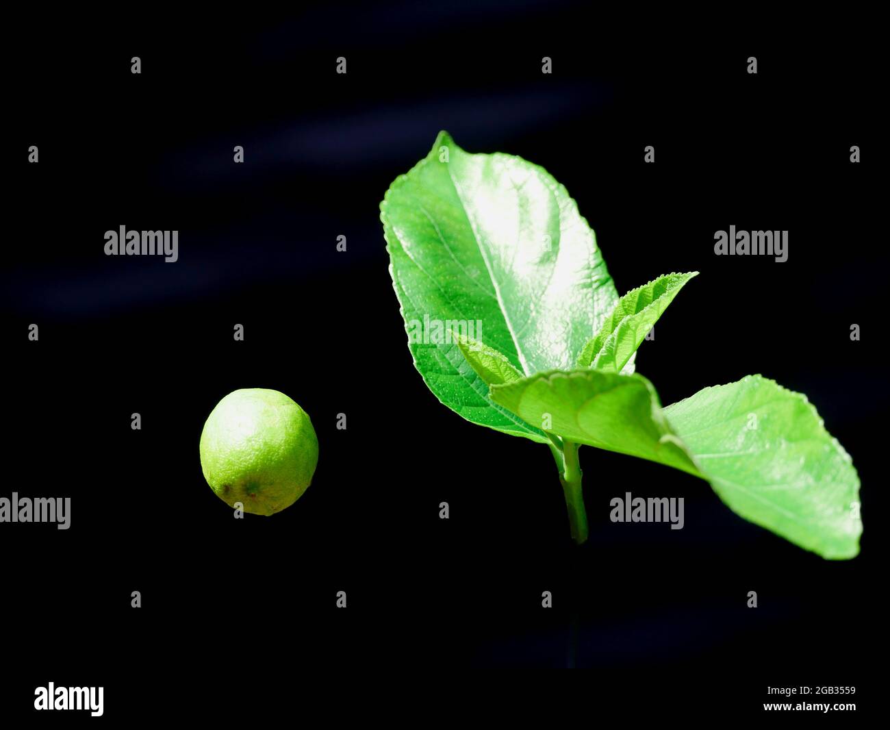 Lemon flying with leaves on dark backdrop commercial natural food ...