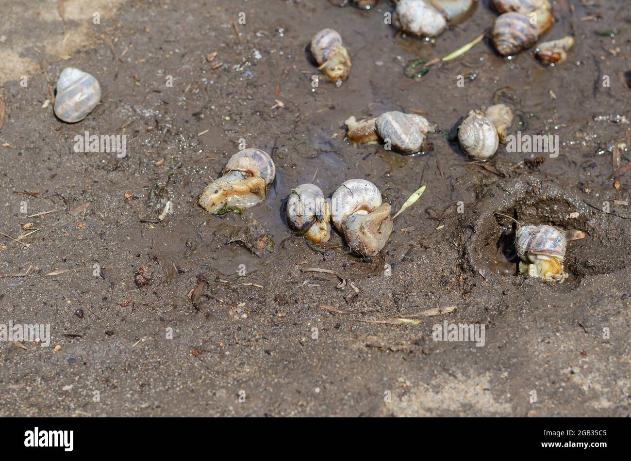 Dead grape snails on wet ground. Dead mollusks lying in the mud after a ...