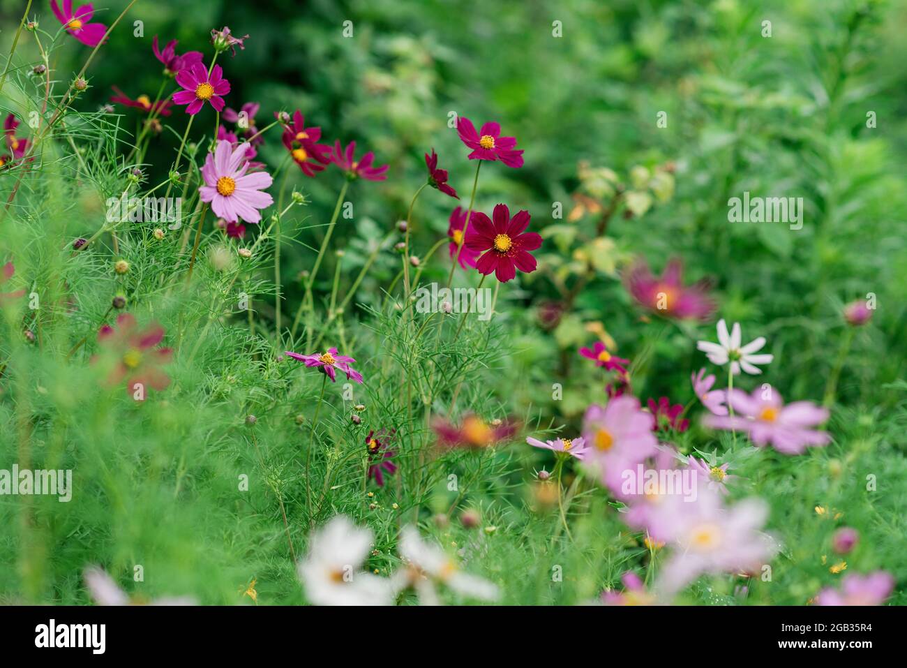 Beautiful green floral background with Cosmos bipinnatus flowers ...