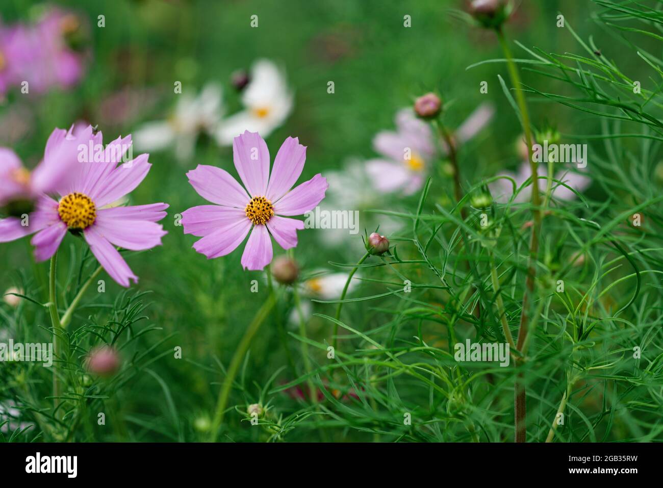 Beautiful green floral background with Cosmos bipinnatus flowers ...