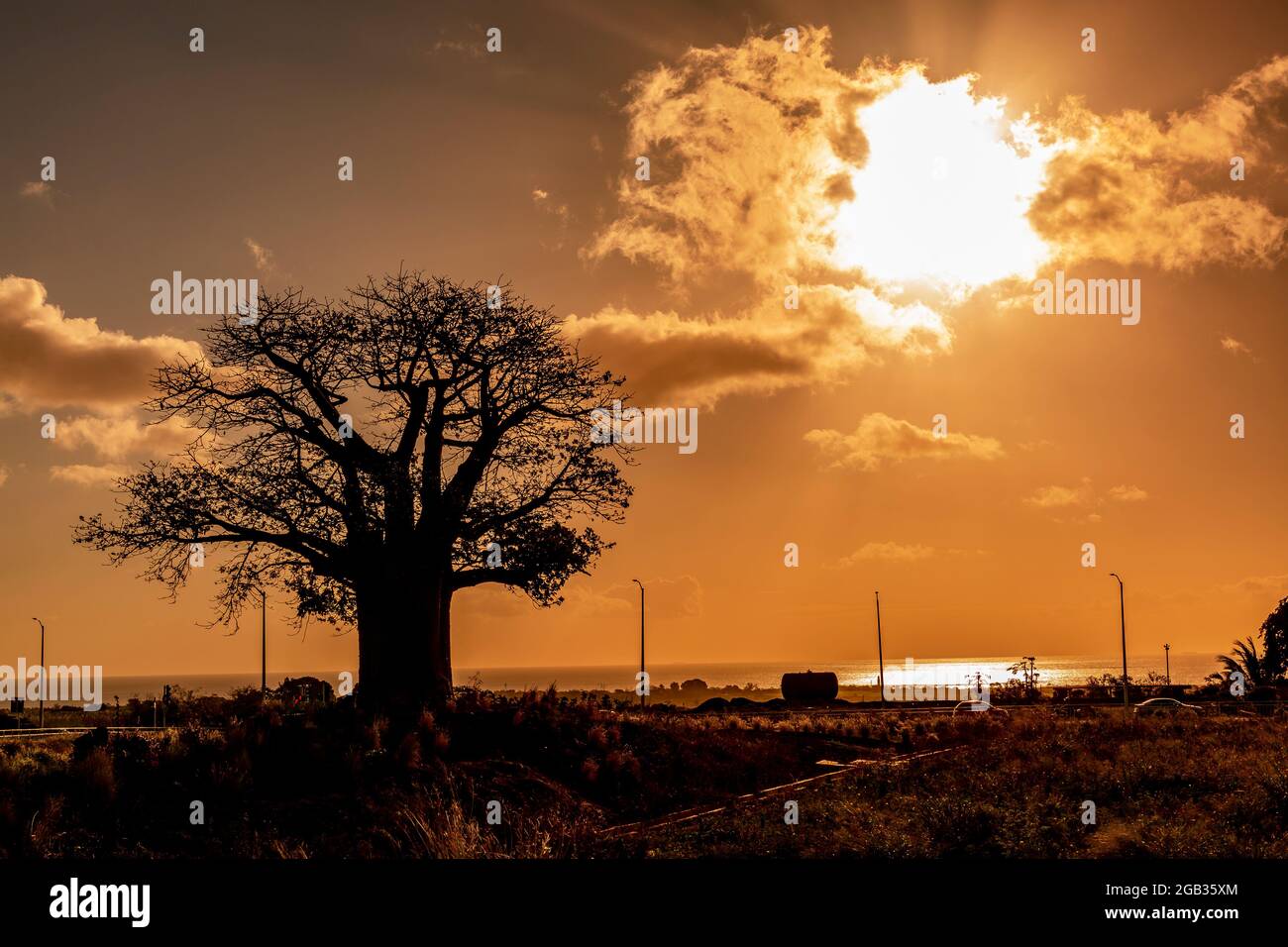 Sun setting over the ocean behind baobab tree Stock Photo - Alamy