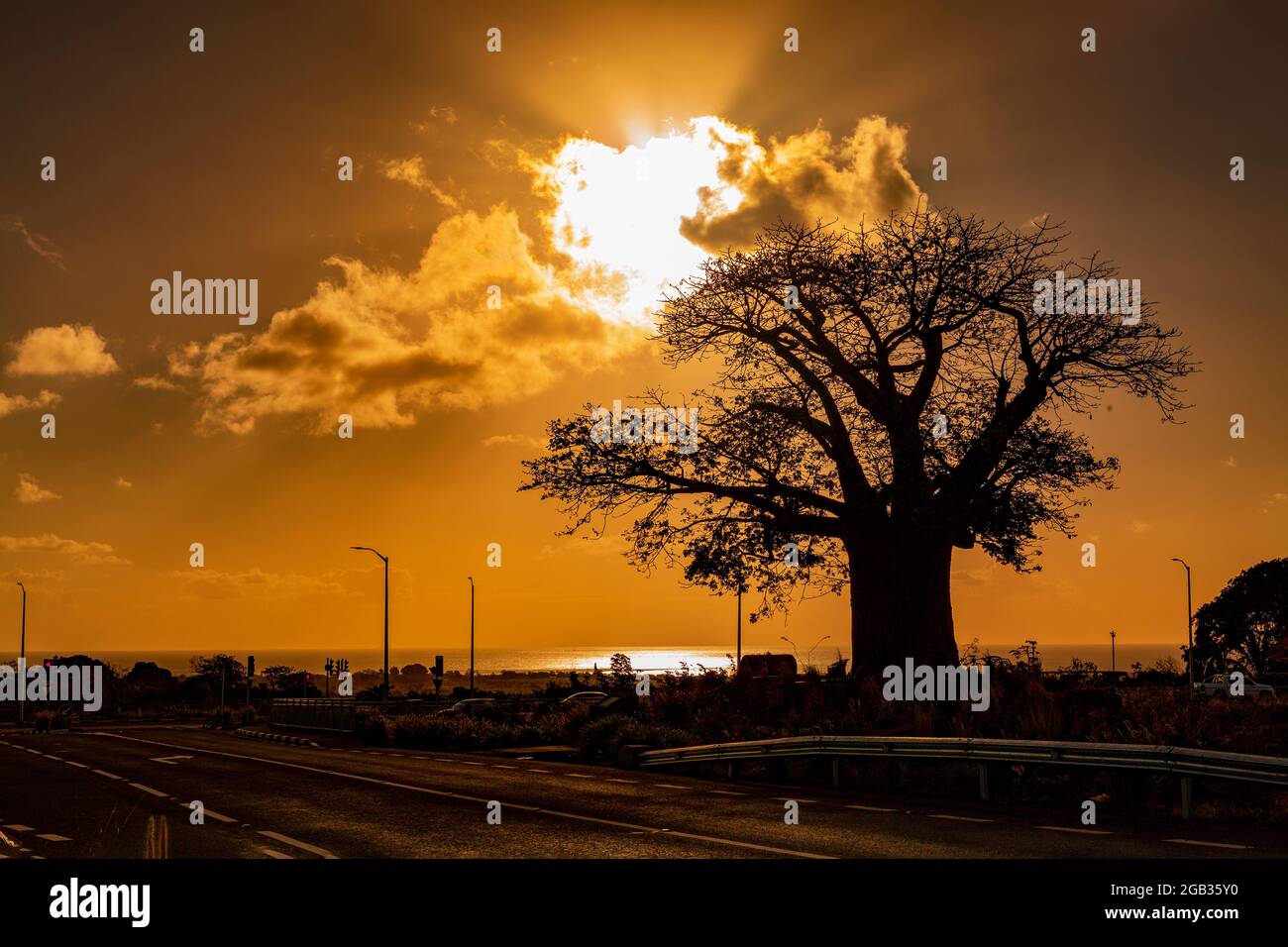 Sun setting over the ocean behind baobab tree Stock Photo - Alamy