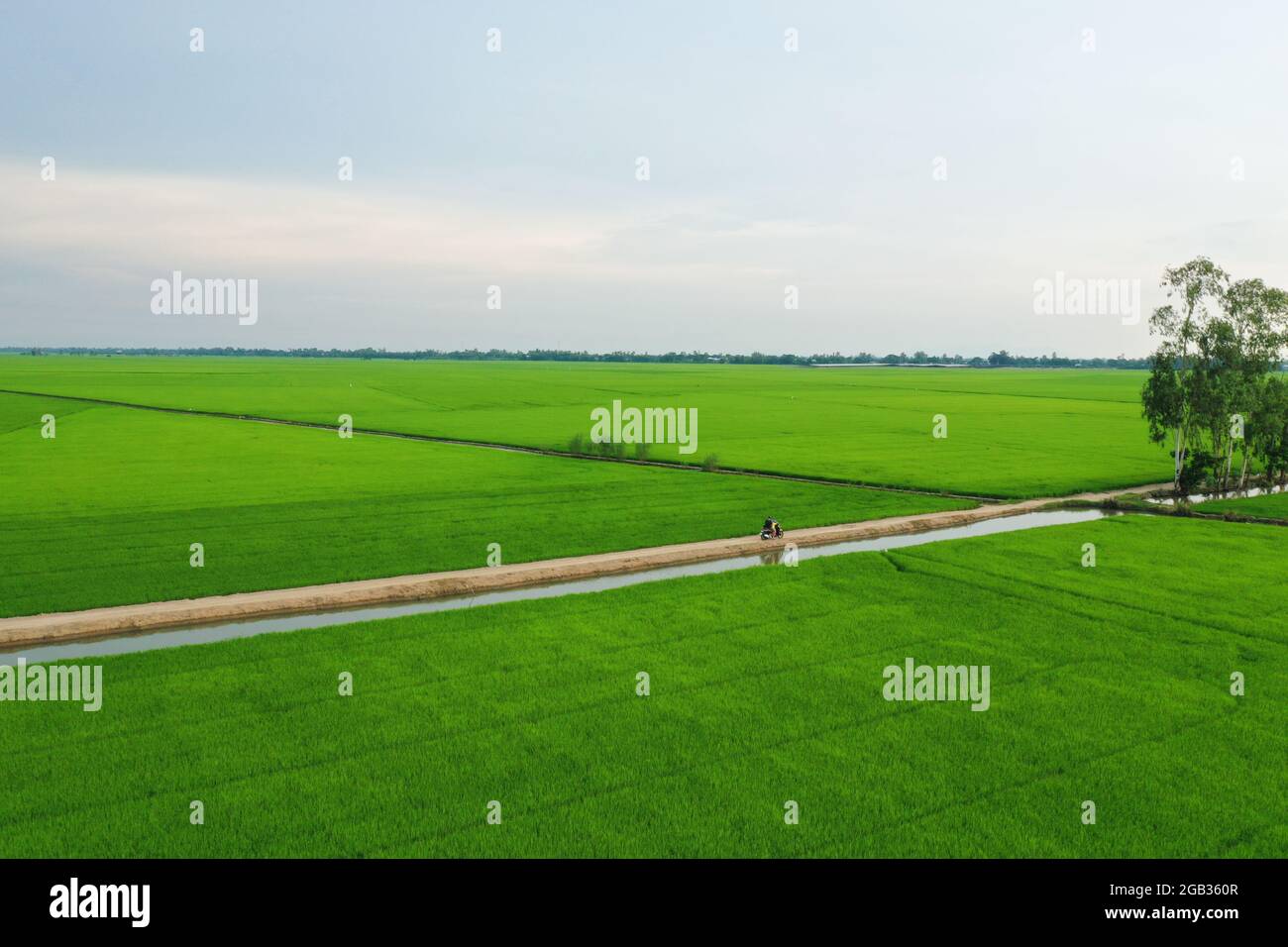 Summer field with a lonely tree in clear sky. Beautiful nature ...