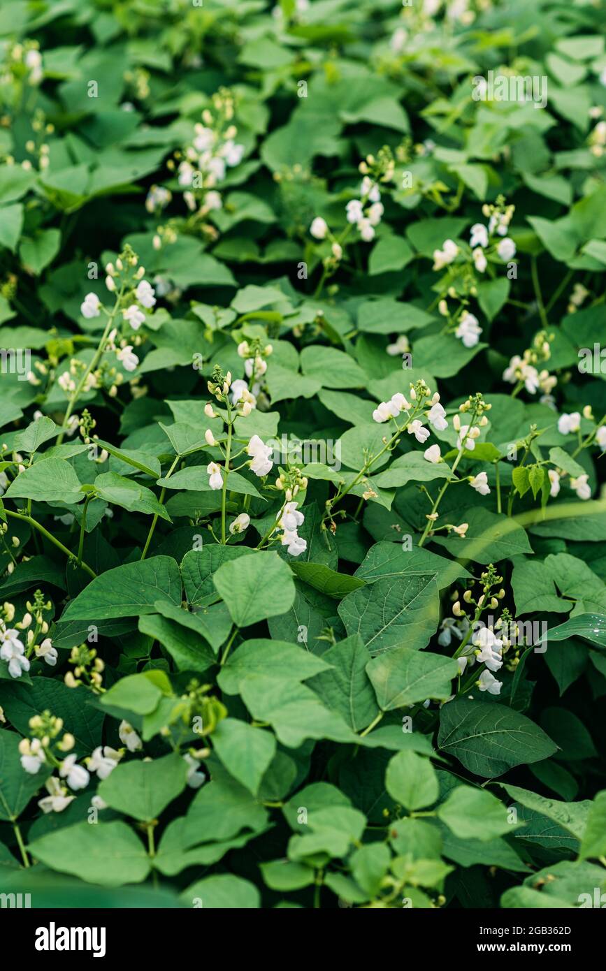Garden agriculture hi-res stock photography and images - Alamy
